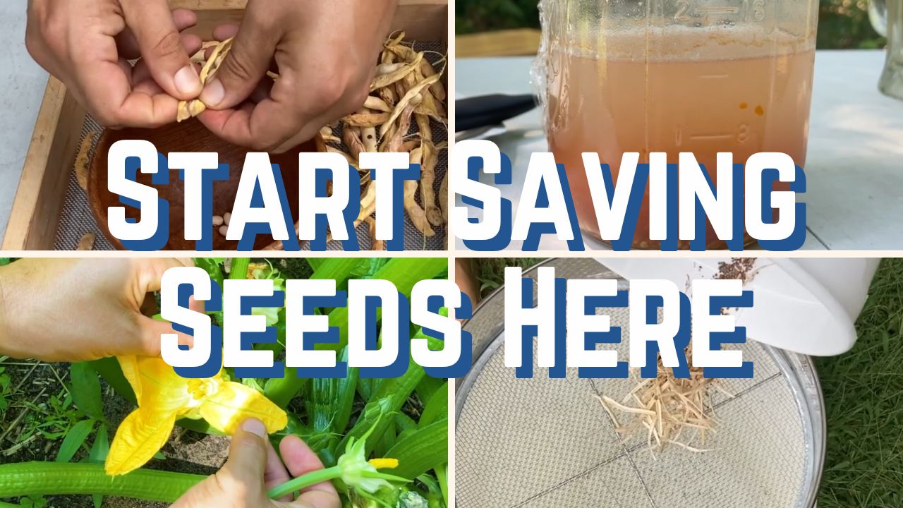 How to Save Seeds for Next Year – Videos – Mother Earth News